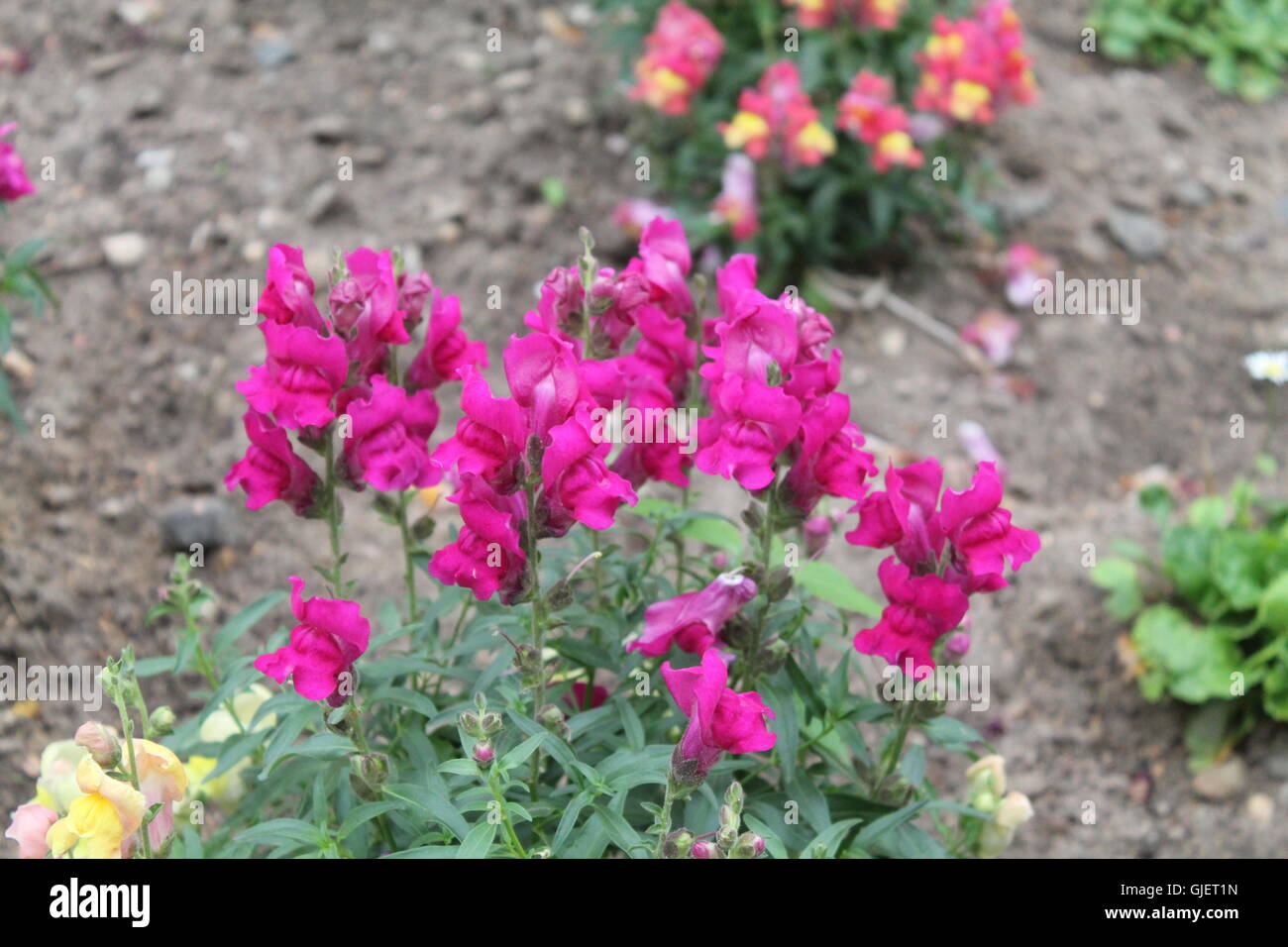 beautiful deep pink color in full summer bloom sort of garden flower ...