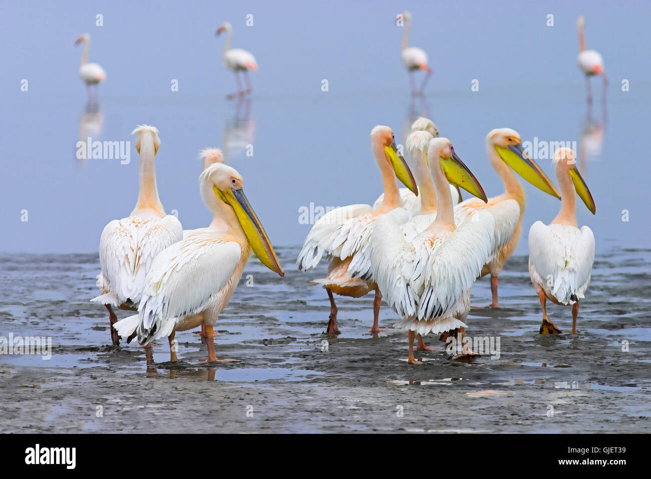 blue bird africa Stock Photo - Alamy