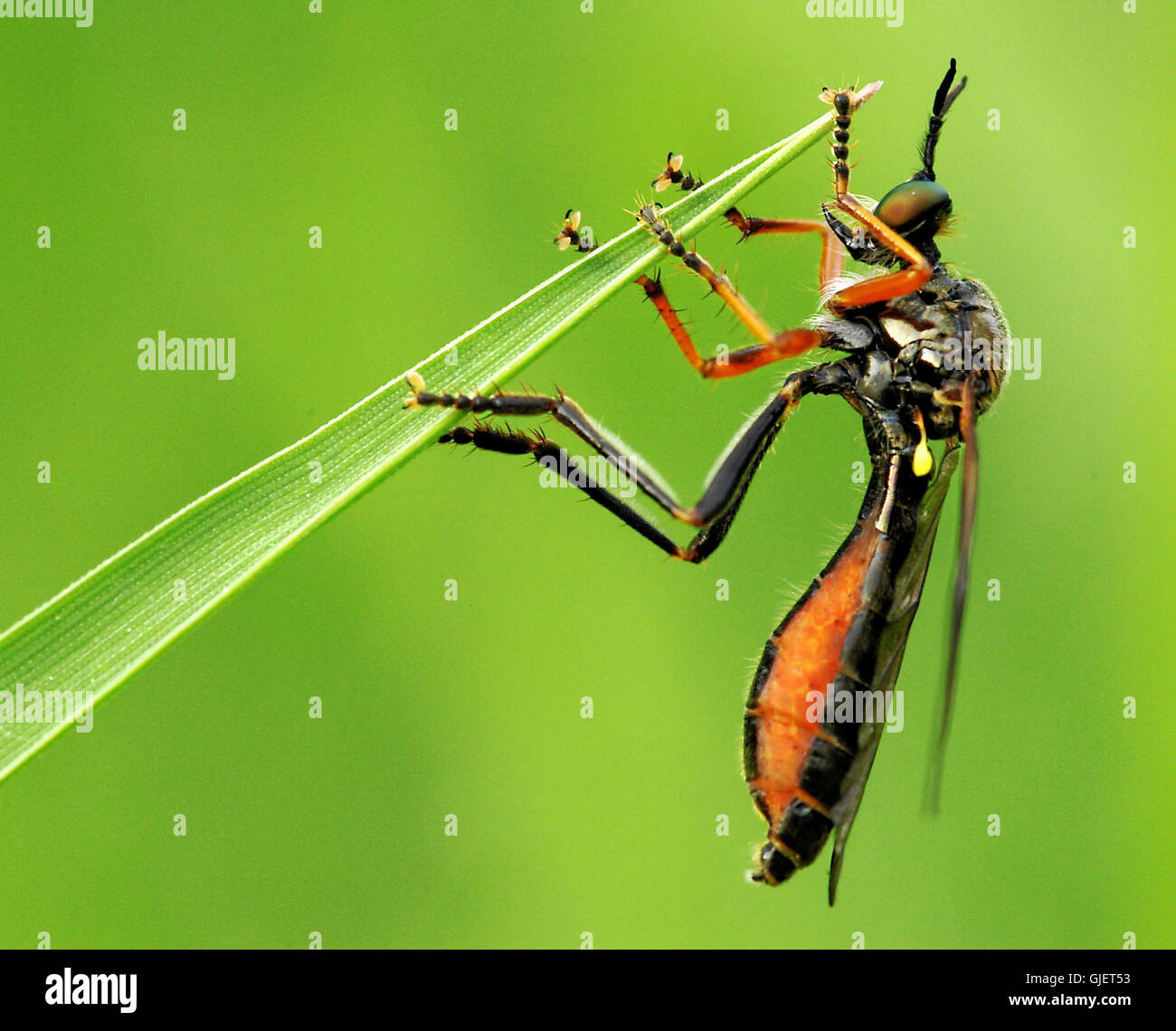 insect insects fly Stock Photo - Alamy