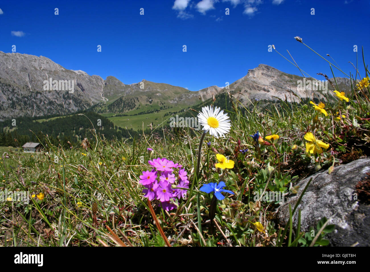 on the alm Stock Photo - Alamy