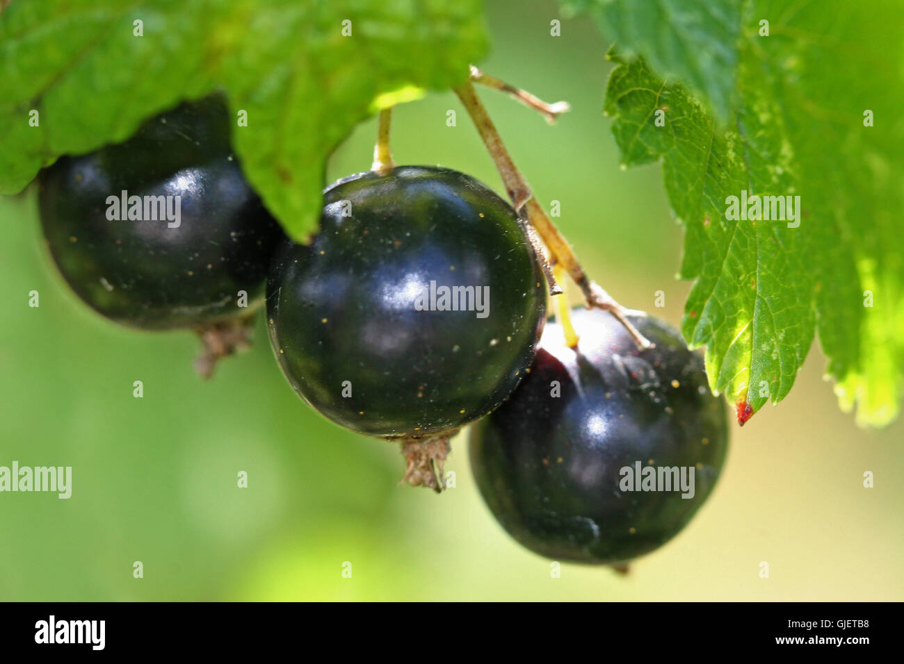 Beerenstrauch hi-res stock photography and images - Alamy