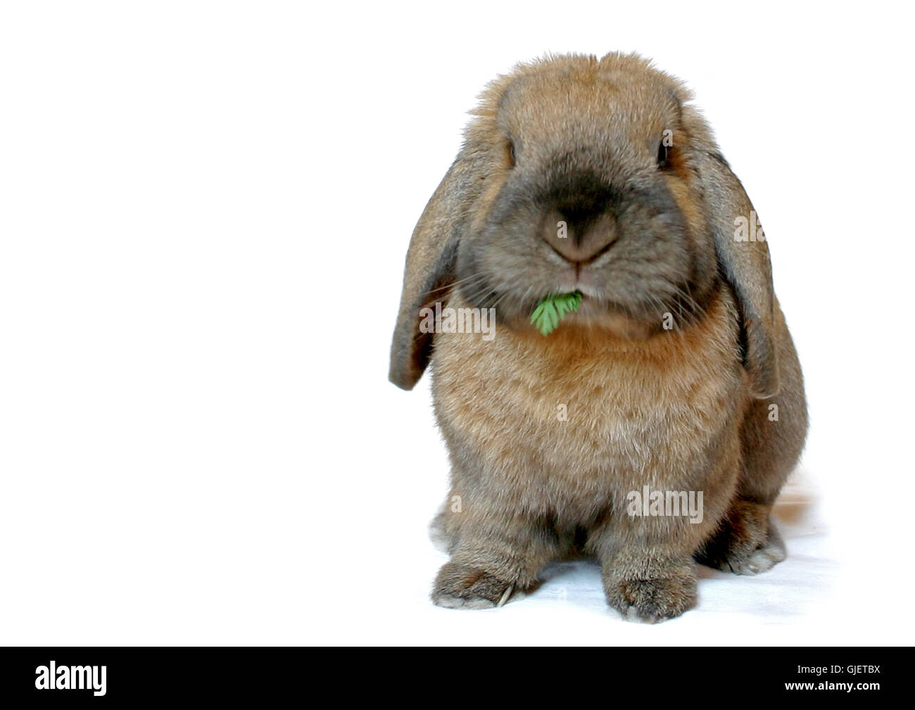 Willy willy Cut Out Stock Images & Pictures - Alamy