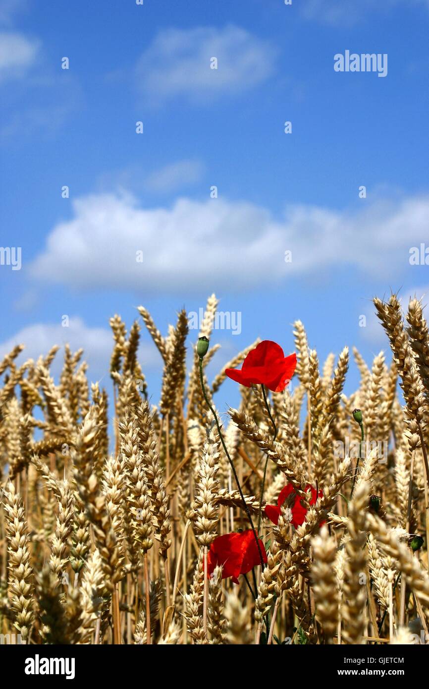 Eyecatcher hi-res stock photography and images - Alamy