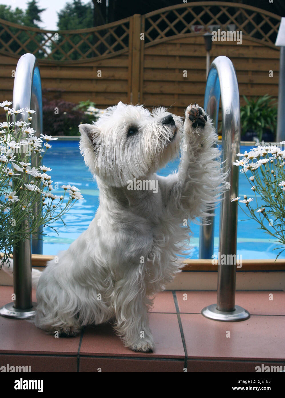 Max the dog hi-res stock photography and images - Alamy