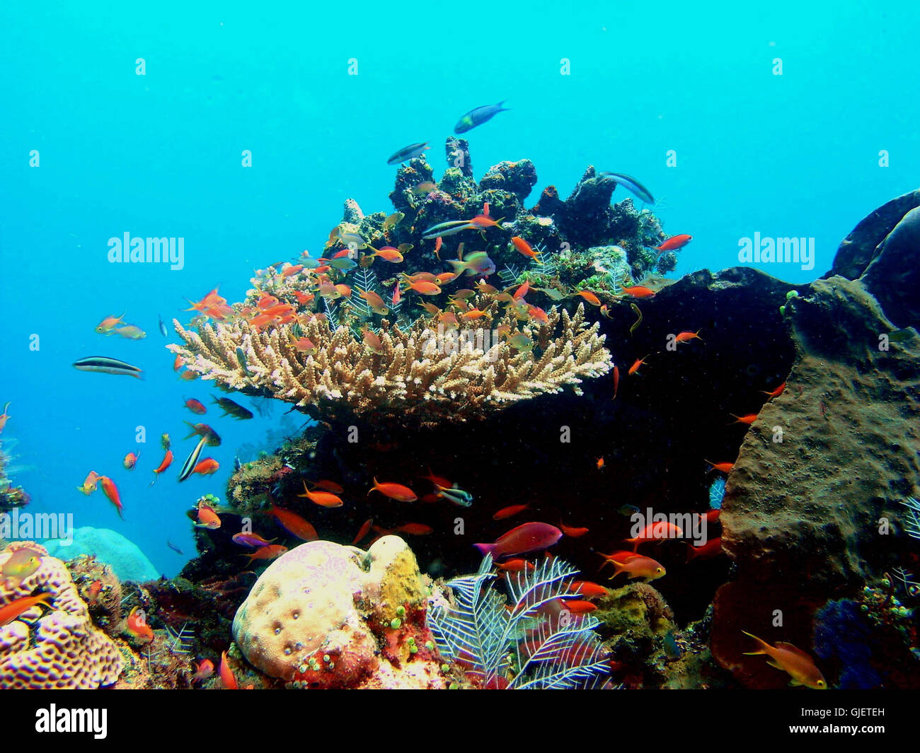 Corals and fish hi-res stock photography and images - Alamy
