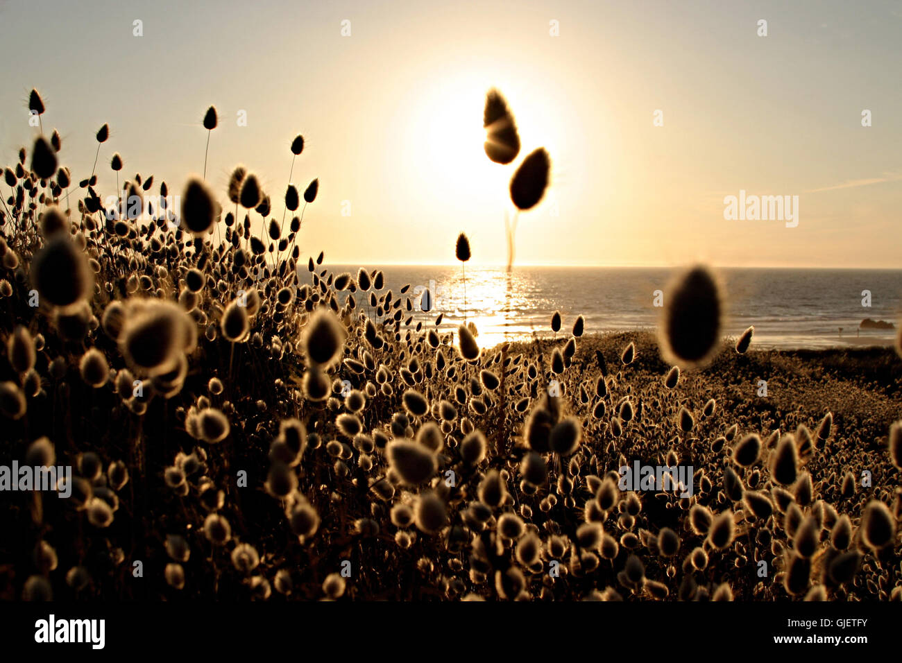 field by the sea (4 Stock Photo - Alamy