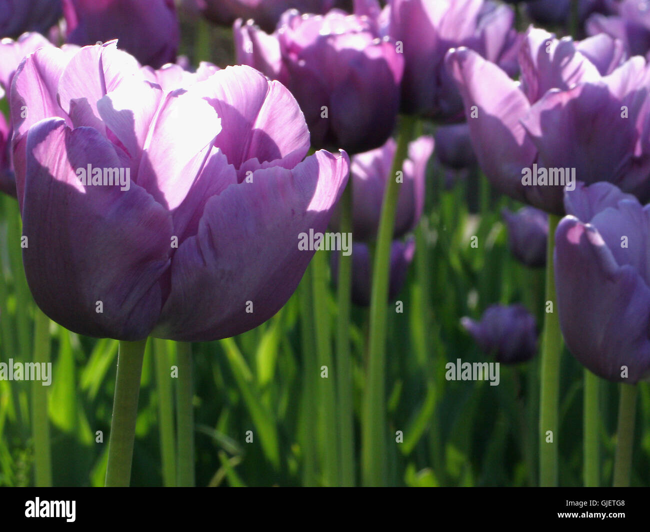 garden bloom blossom Stock Photo - Alamy