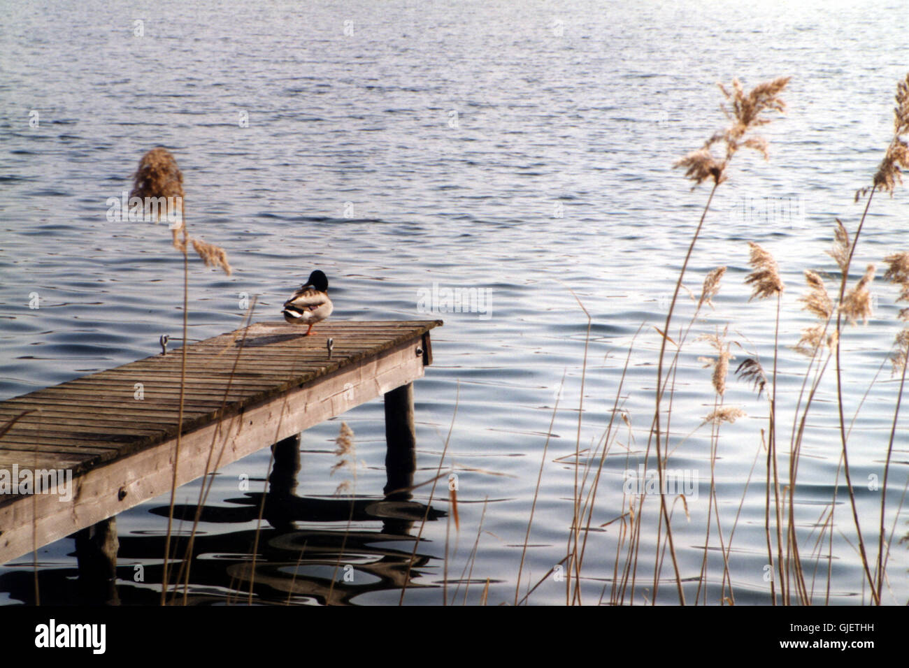 Lake muritzsee hi-res stock photography and images - Alamy