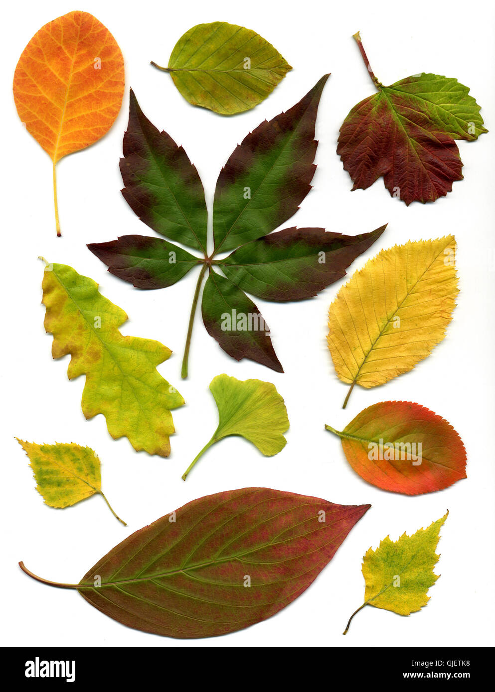 3 beech trees Cut Out Stock Images & Pictures - Alamy