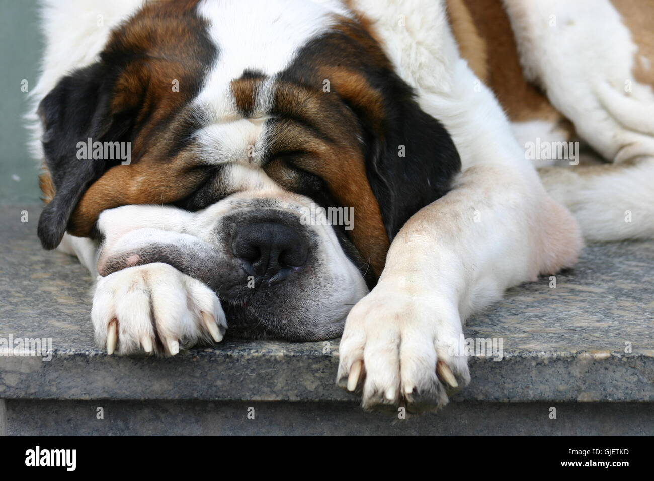 Pet animals hi-res stock photography and images - Alamy