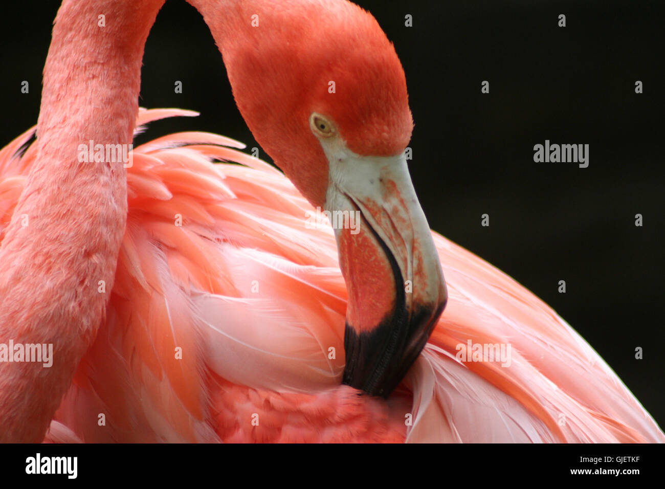 Animal zoo grooming hi-res stock photography and images - Alamy