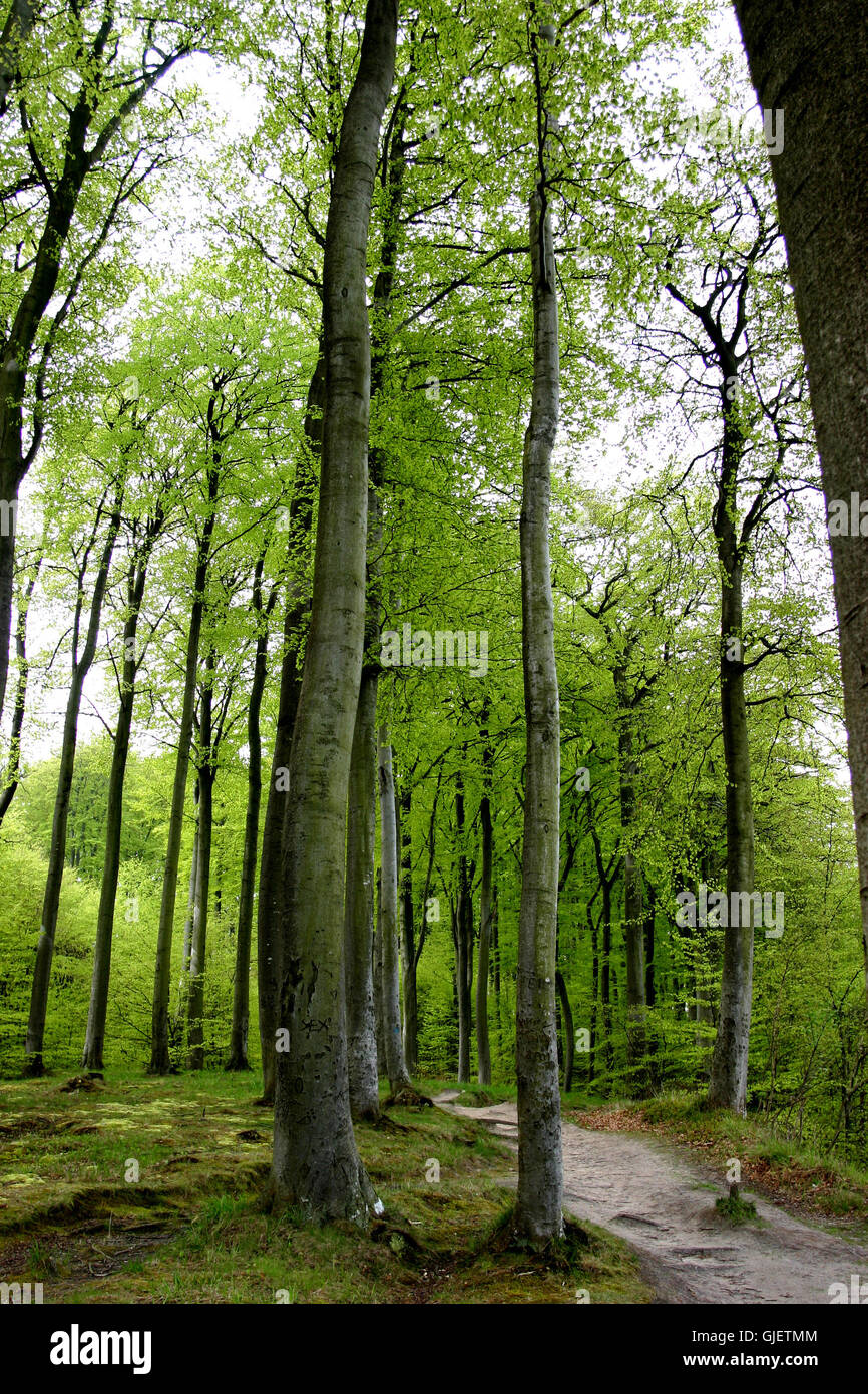 tree trees wood Stock Photo - Alamy