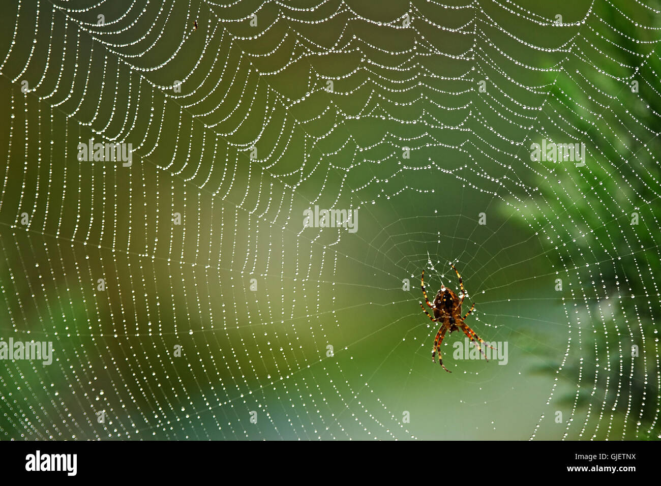 raindrop spider net Stock Photo - Alamy