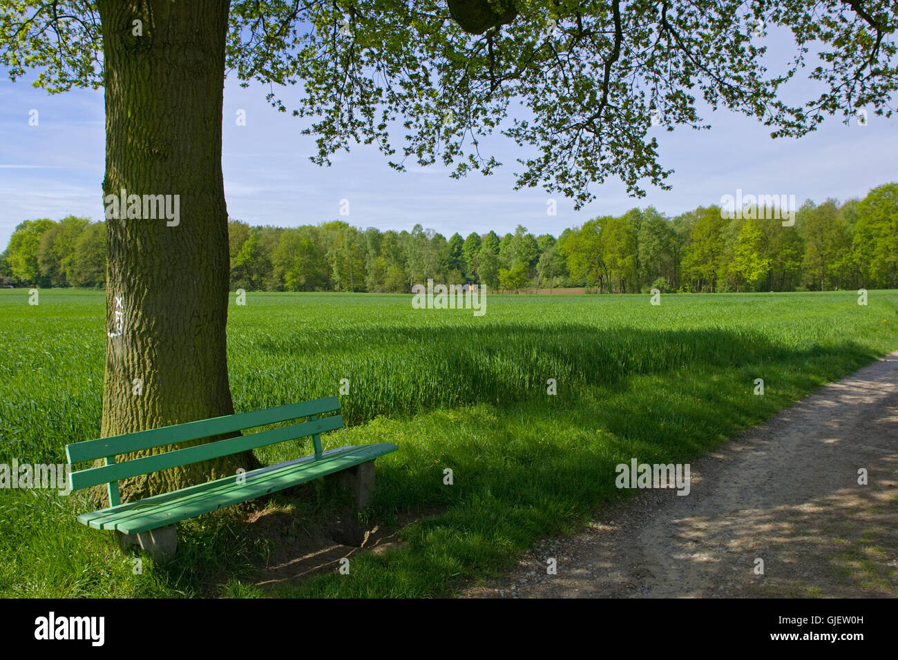 blue tree green Stock Photo - Alamy