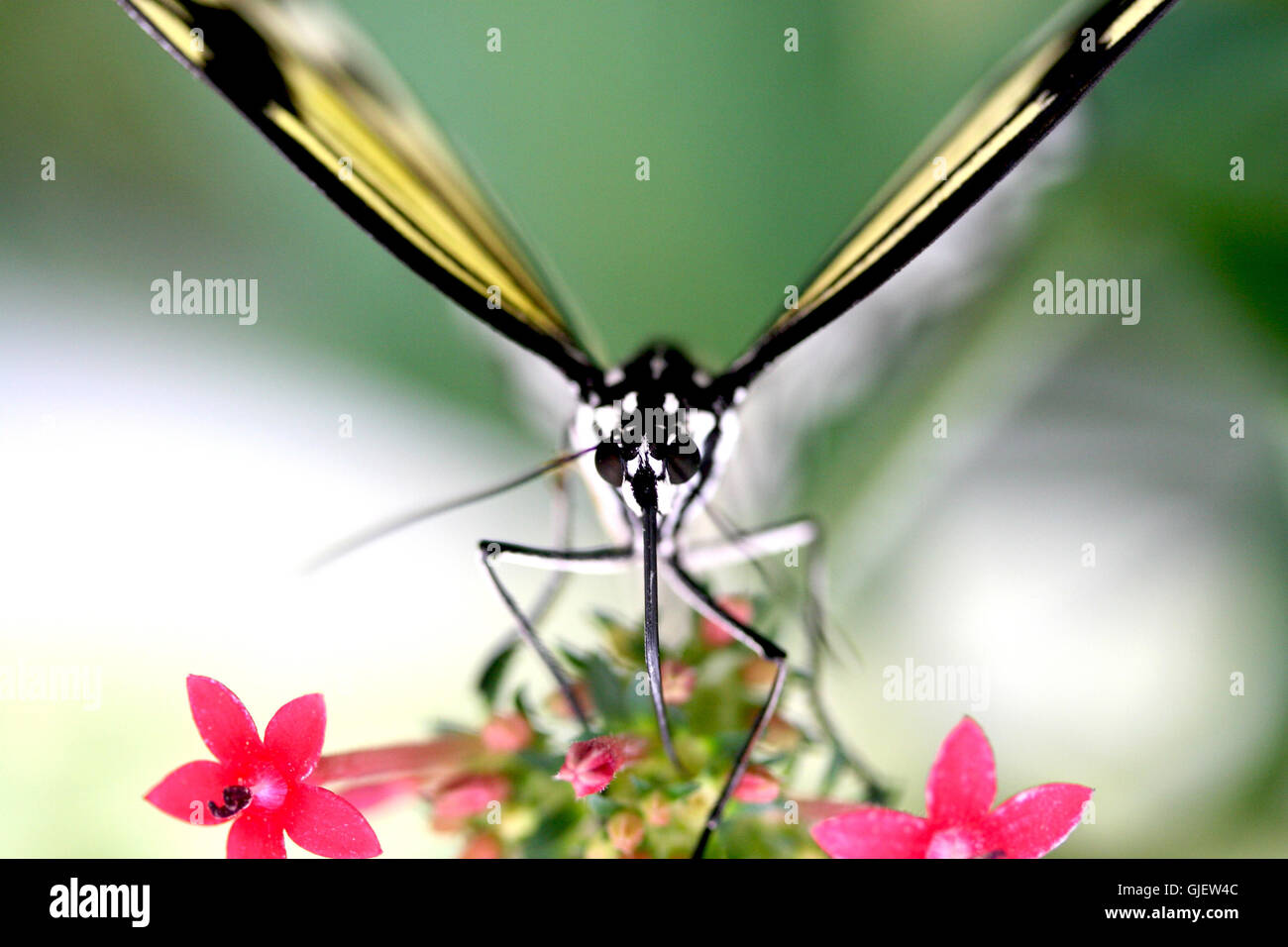 Asia insects hi-res stock photography and images - Alamy
