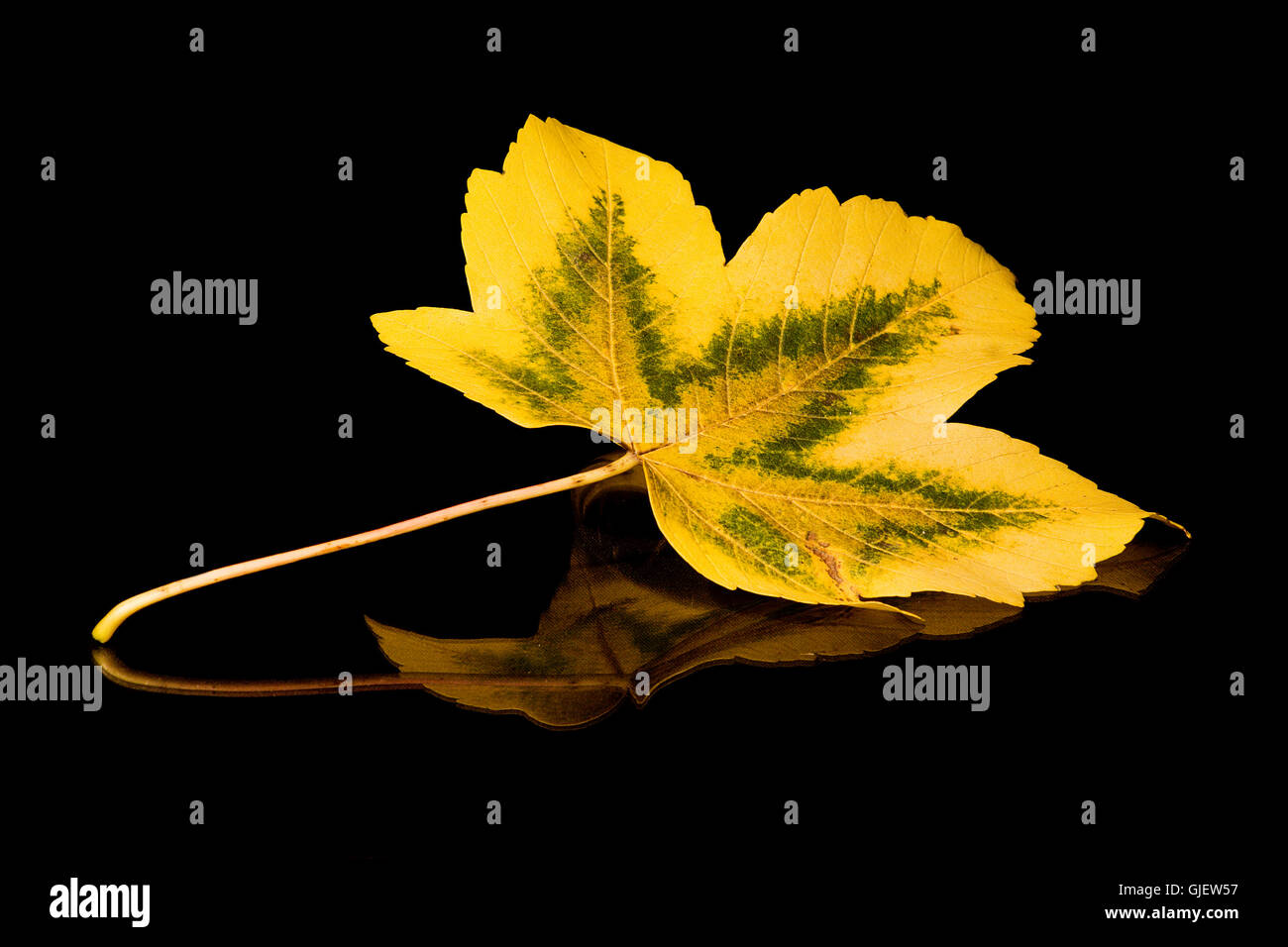 still life leaf environment Stock Photo - Alamy
