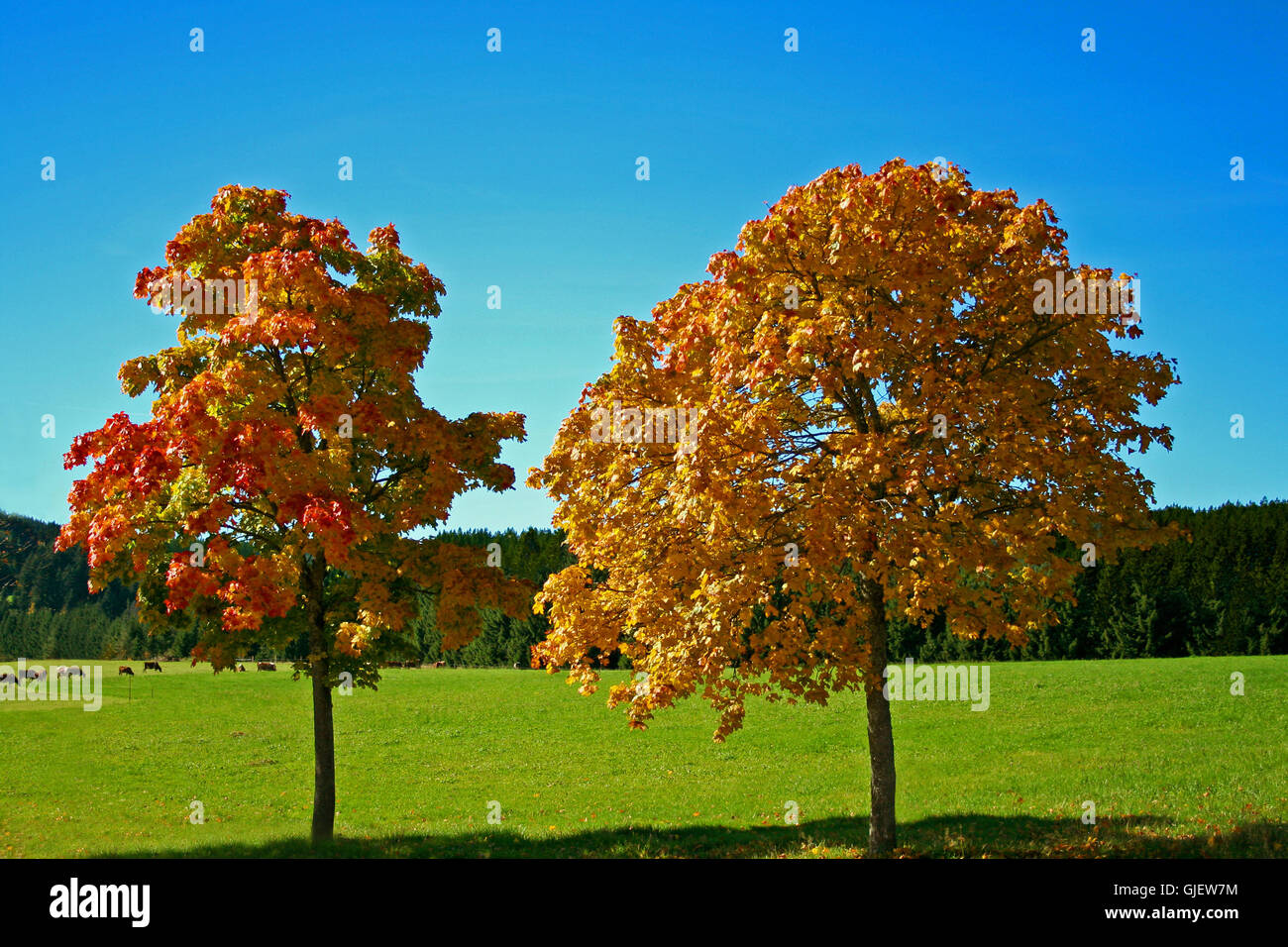 tree trees deciduous trees Stock Photo - Alamy