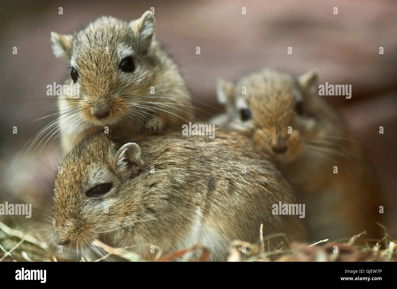 poor little mouse (2 Stock Photo - Alamy
