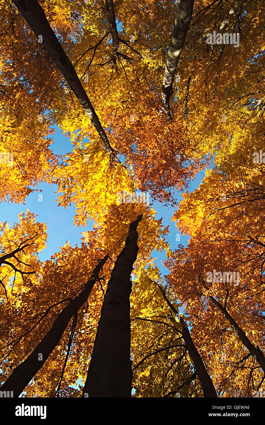 blue tree trees Stock Photo - Alamy