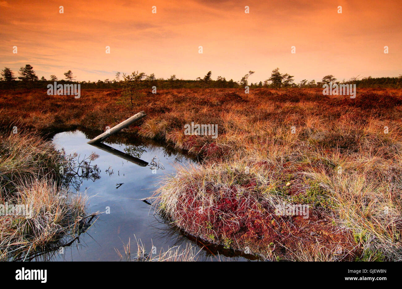 the black moor Stock Photo - Alamy