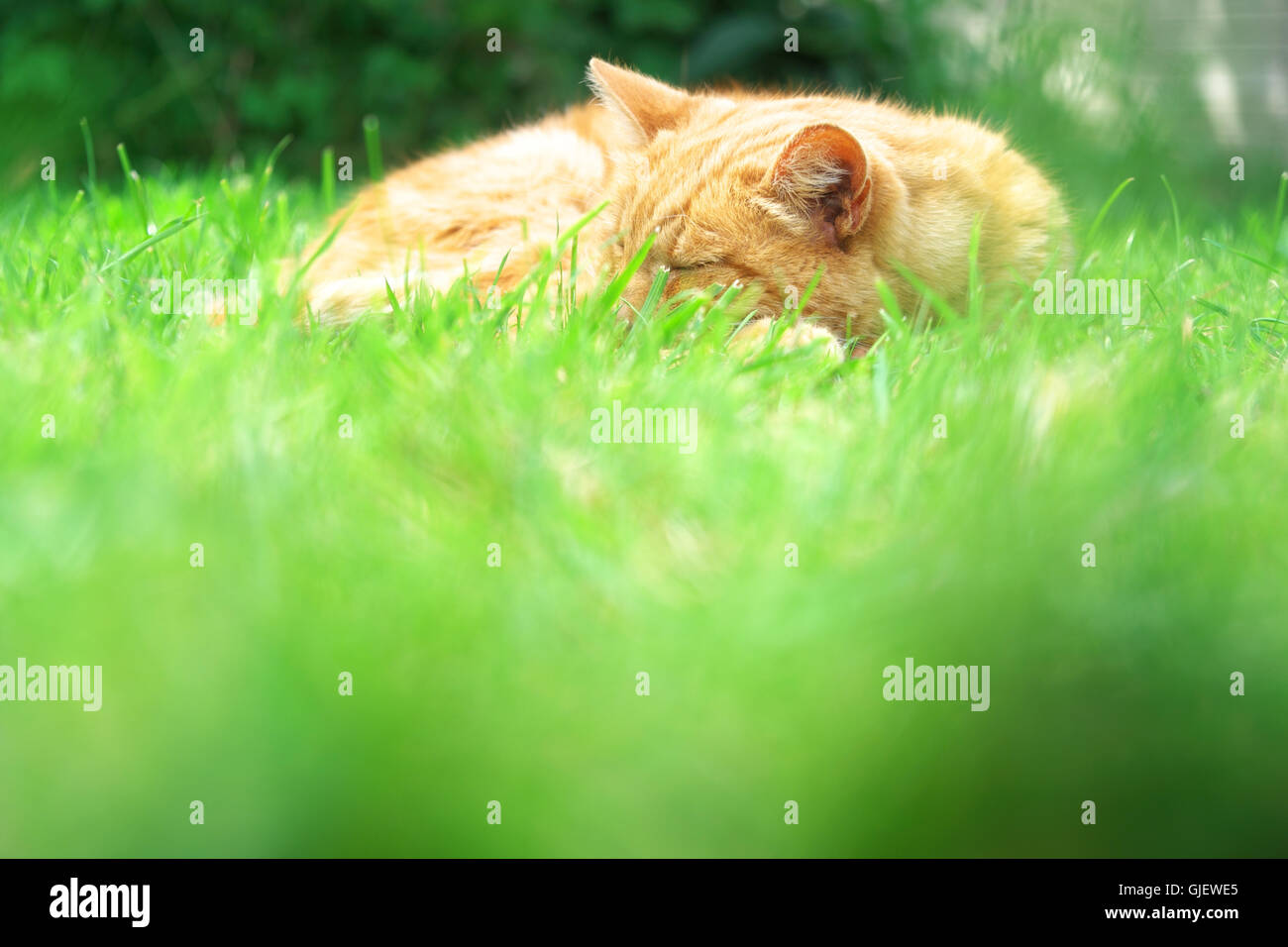 Sleeping ginger domestic cat hi-res stock photography and images - Alamy