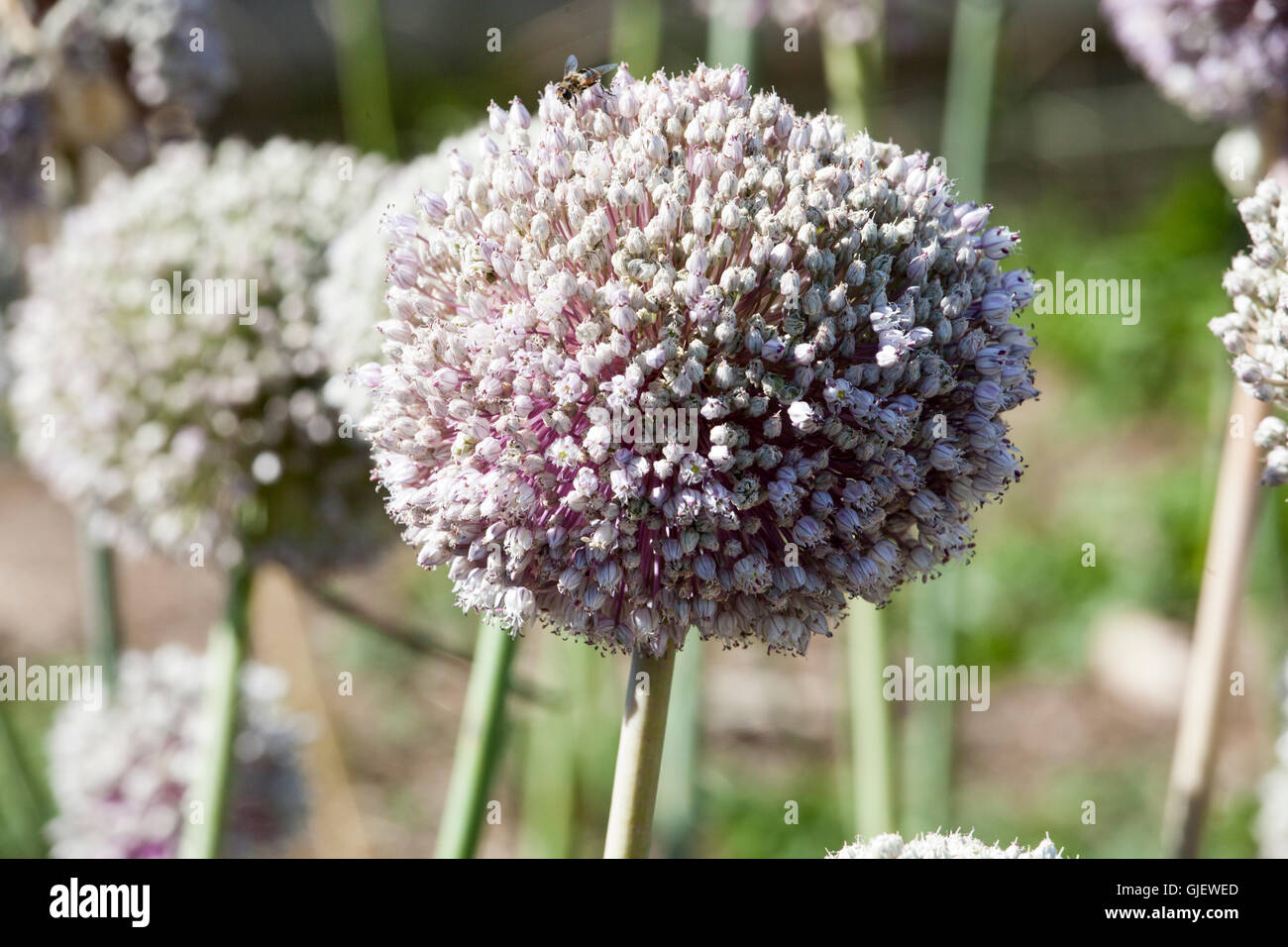 Leek seed hi-res stock photography and images - Alamy