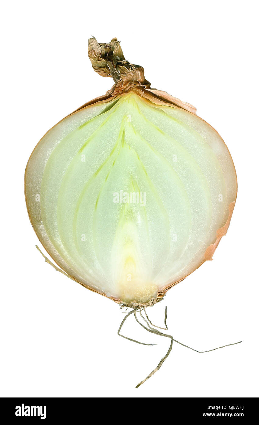 onion in cross-section Stock Photo - Alamy