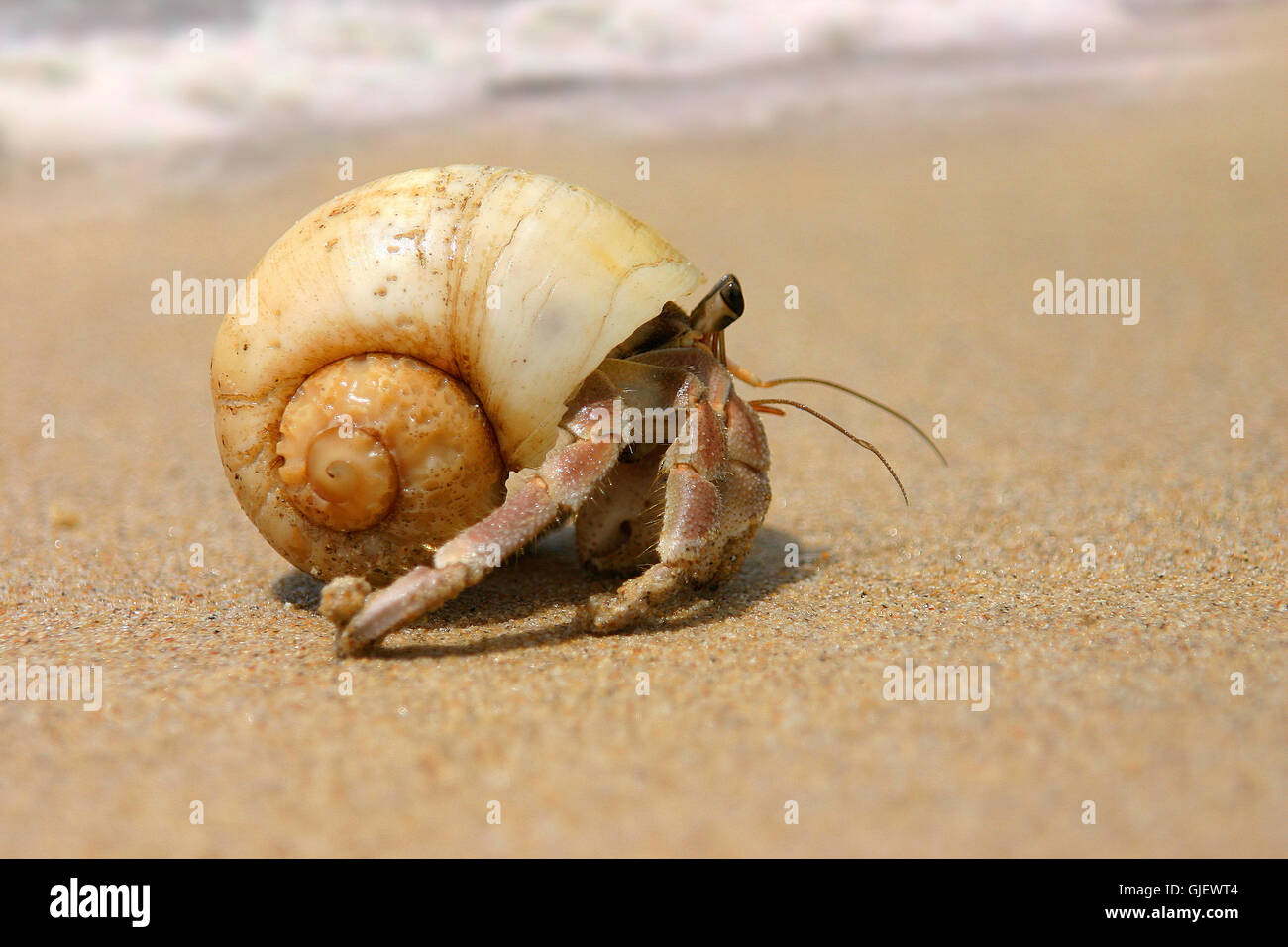 Rider crab hi-res stock photography and images - Alamy