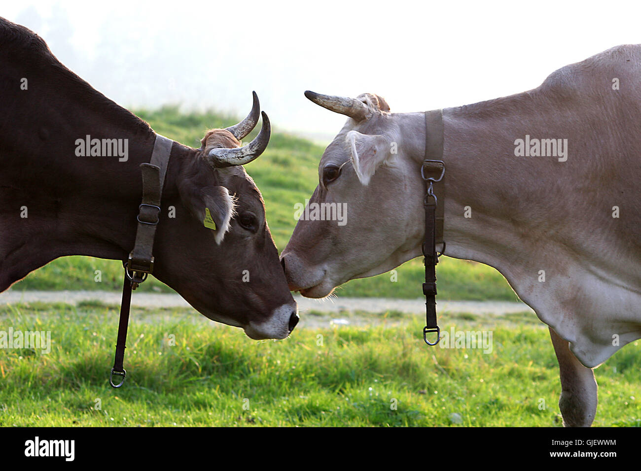 To smooch hi-res stock photography and images - Alamy