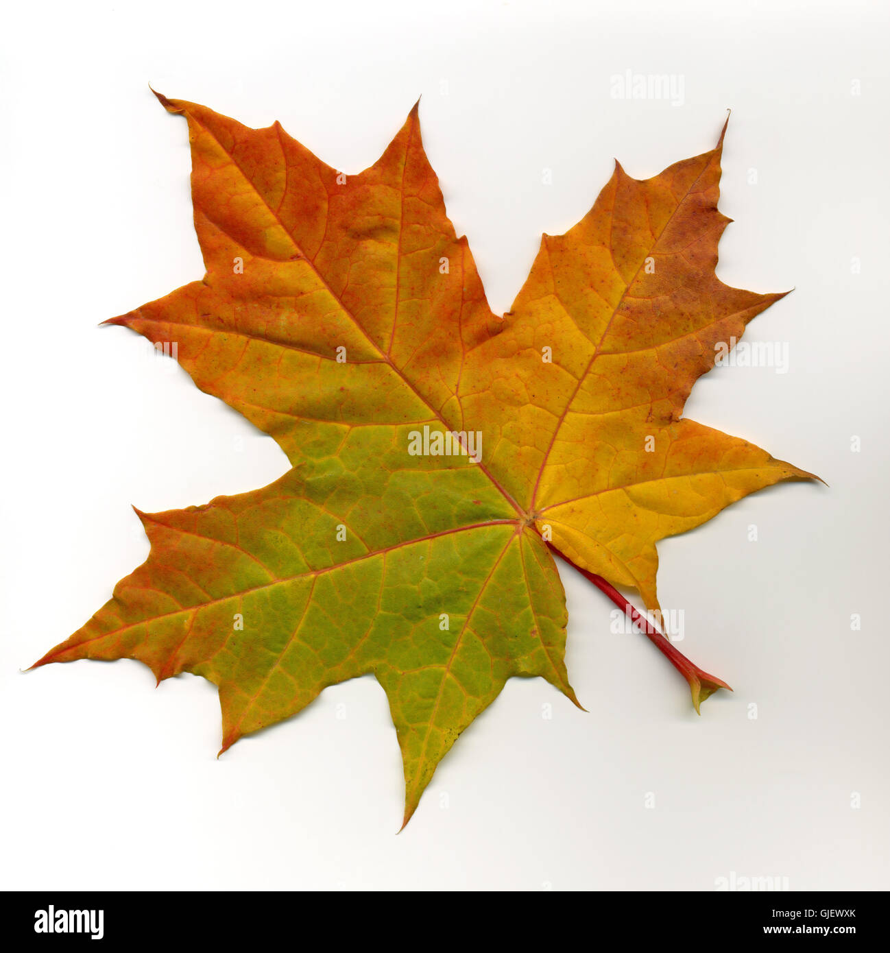 maple leaf 2 Stock Photo - Alamy