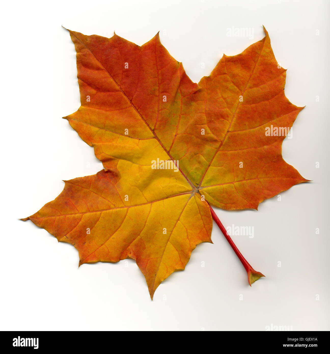 maple leaf 3 Stock Photo - Alamy