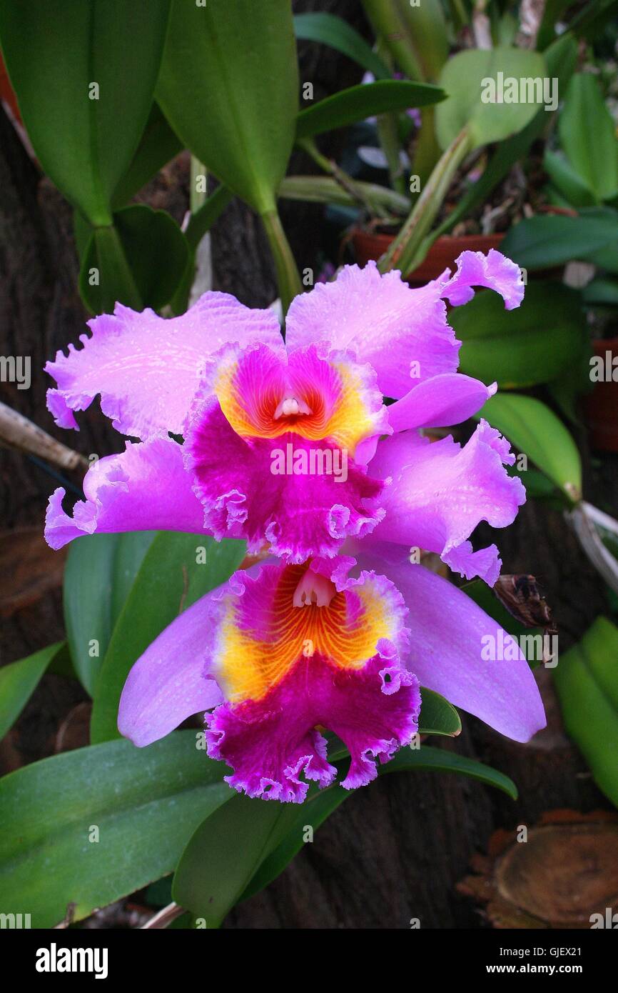 Violet cattleya hi-res stock photography and images - Alamy