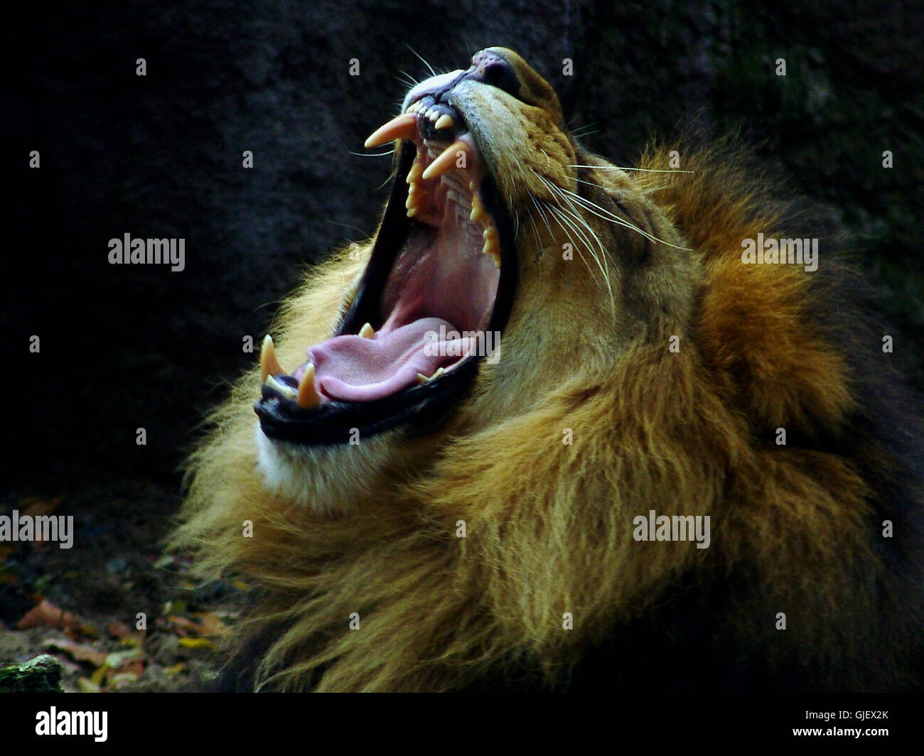 danger animals lion Stock Photo - Alamy