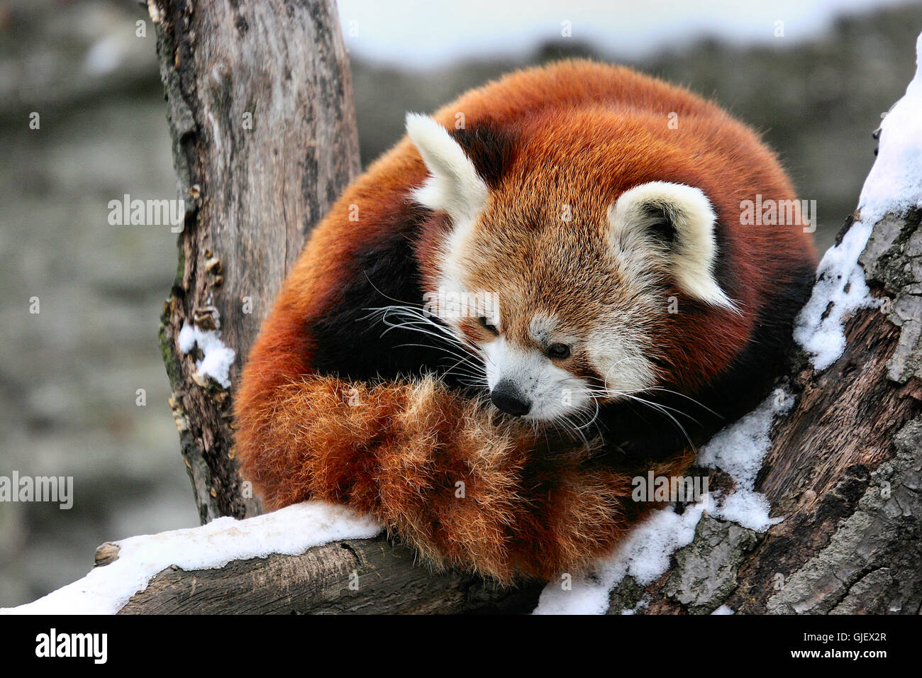 Tired panda hi-res stock photography and images - Alamy
