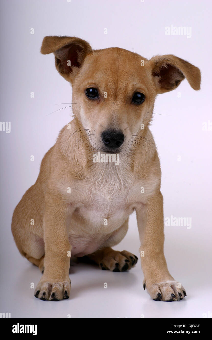 animal pet portrait Stock Photo - Alamy