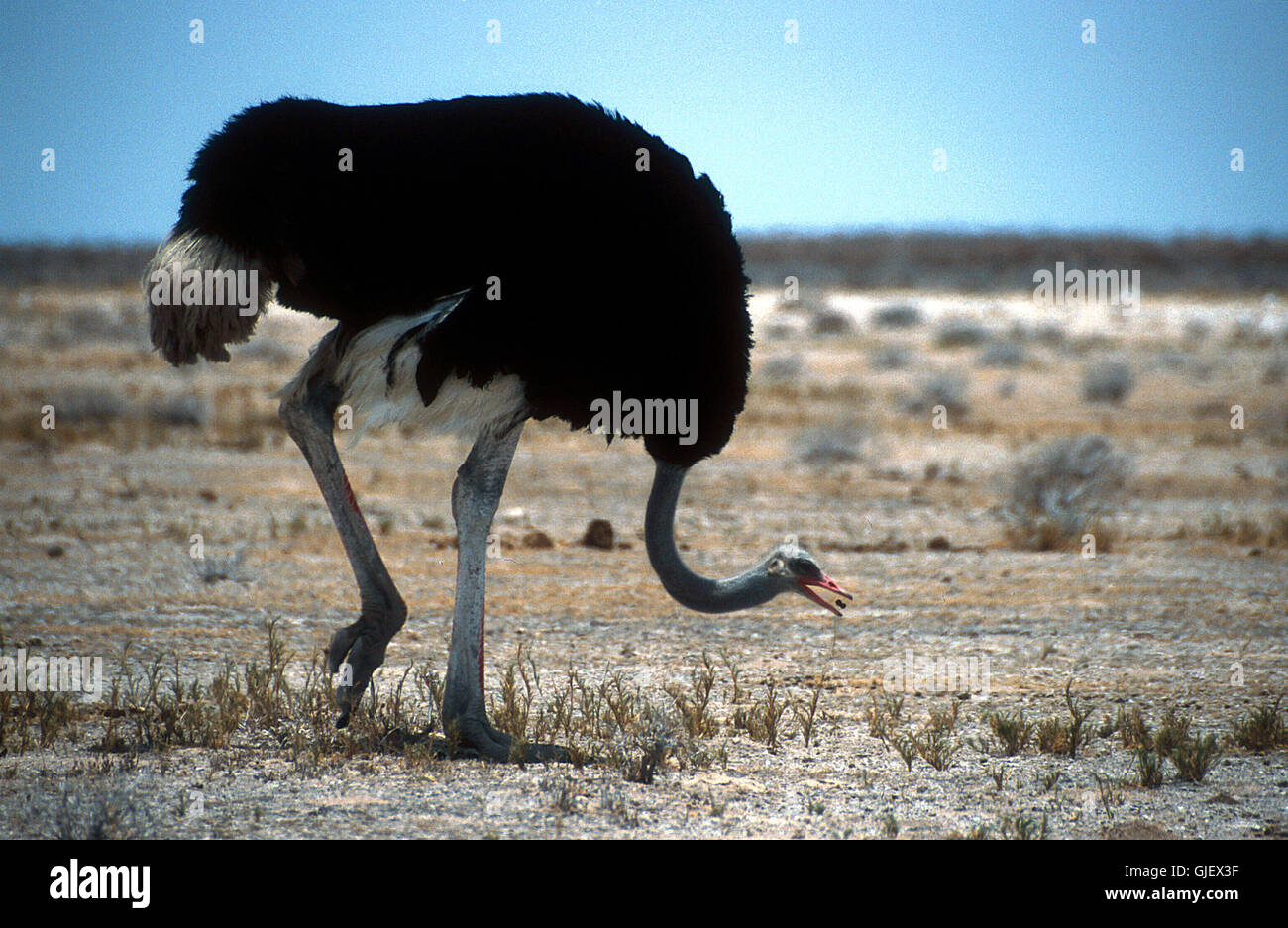legs food aliment Stock Photo - Alamy