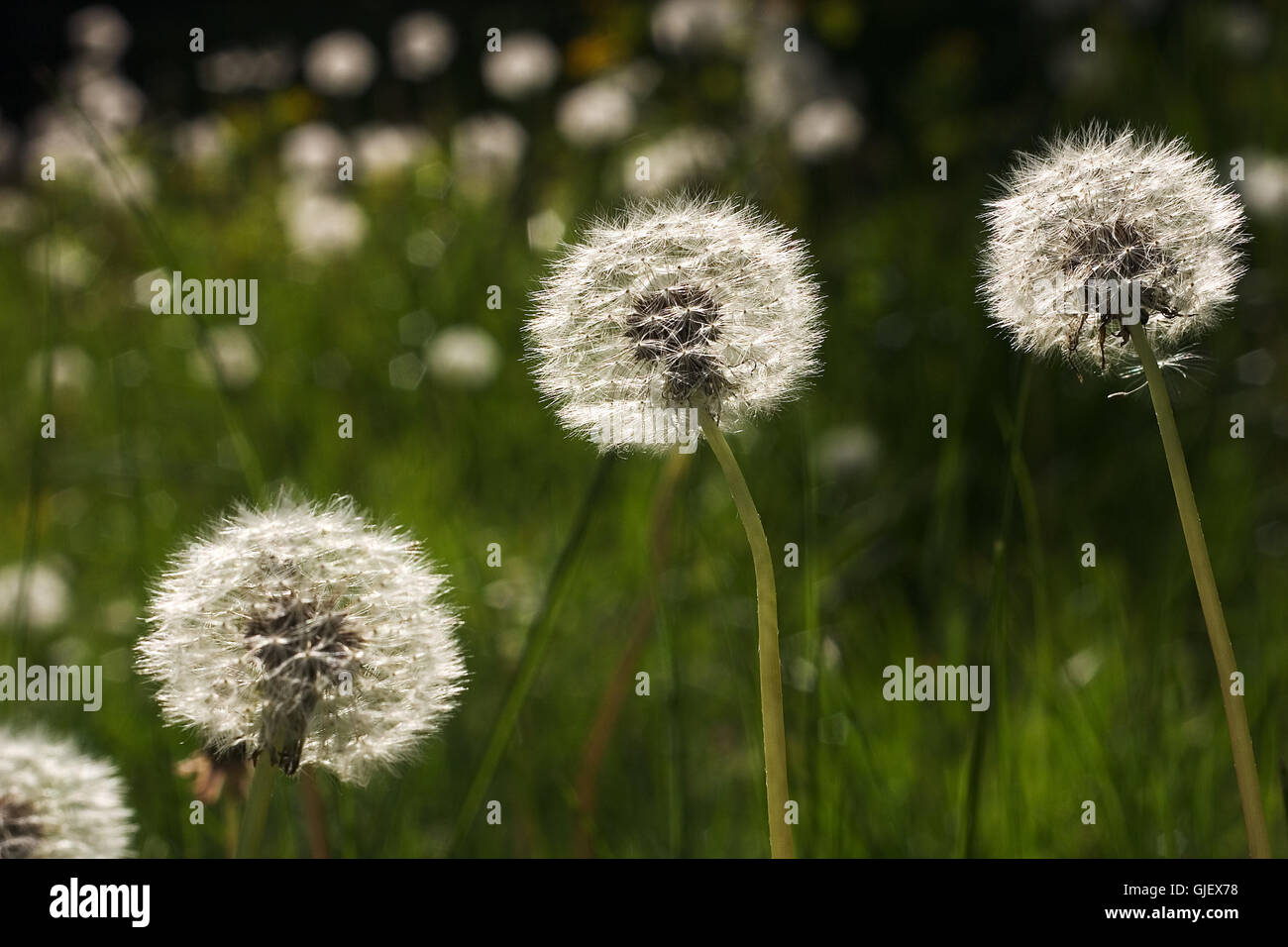 flower plant blowball Stock Photo - Alamy