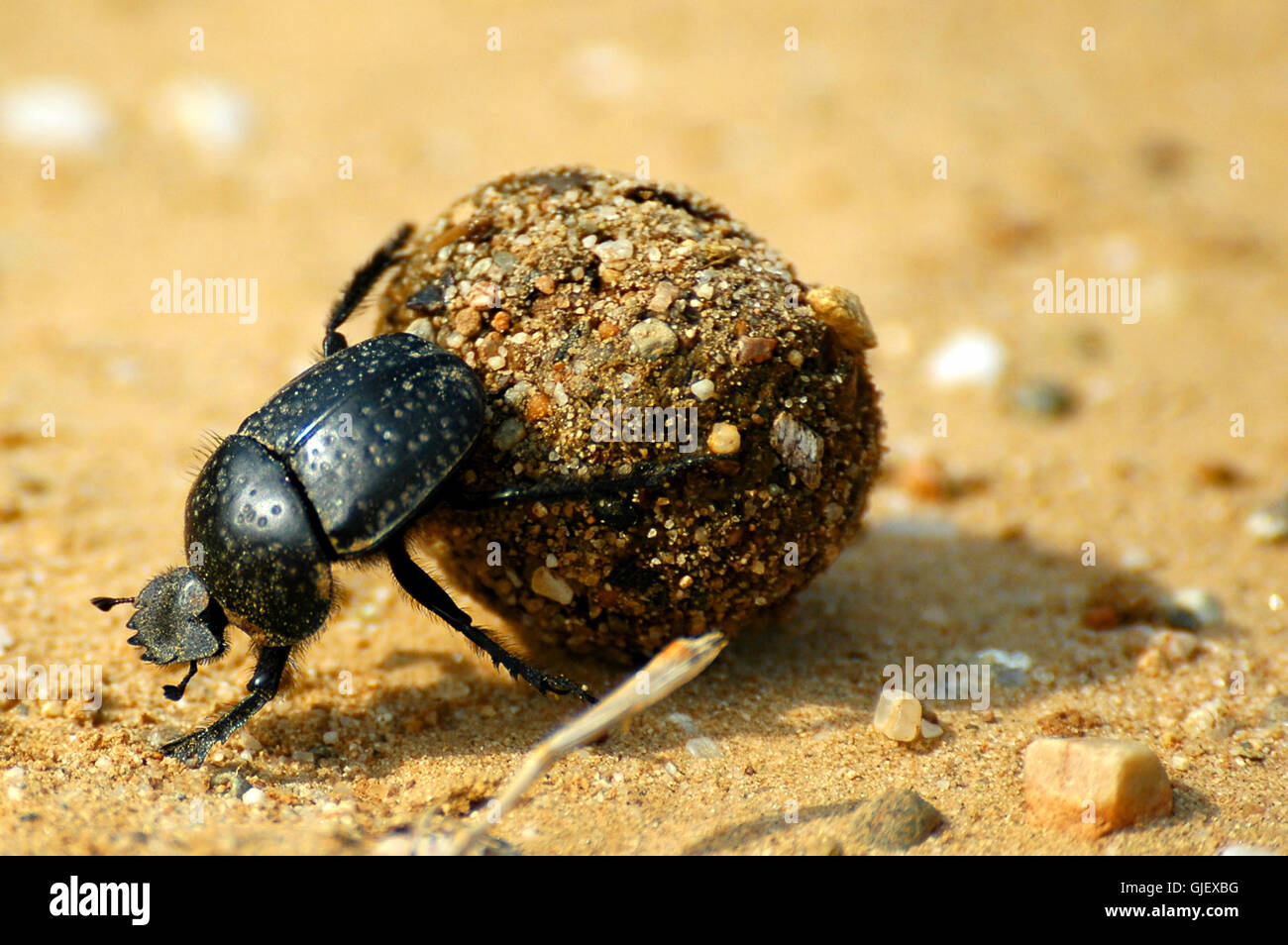 Mistkugel hi-res stock photography and images - Alamy