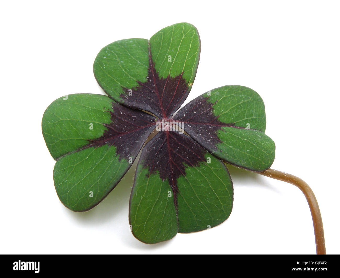 health leaves gift Stock Photo - Alamy