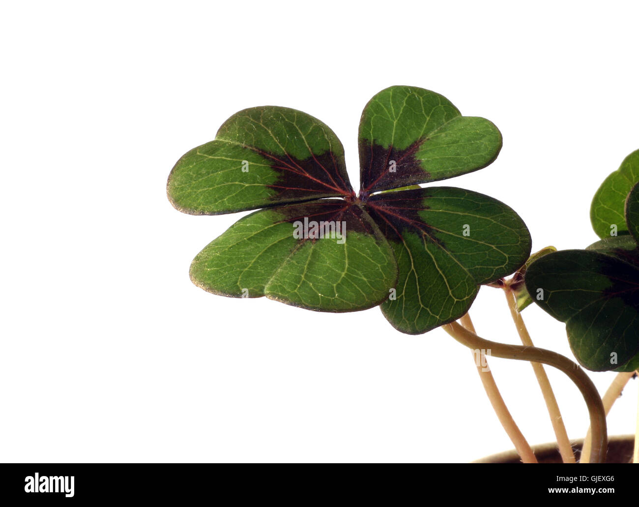 health green leaves Stock Photo - Alamy