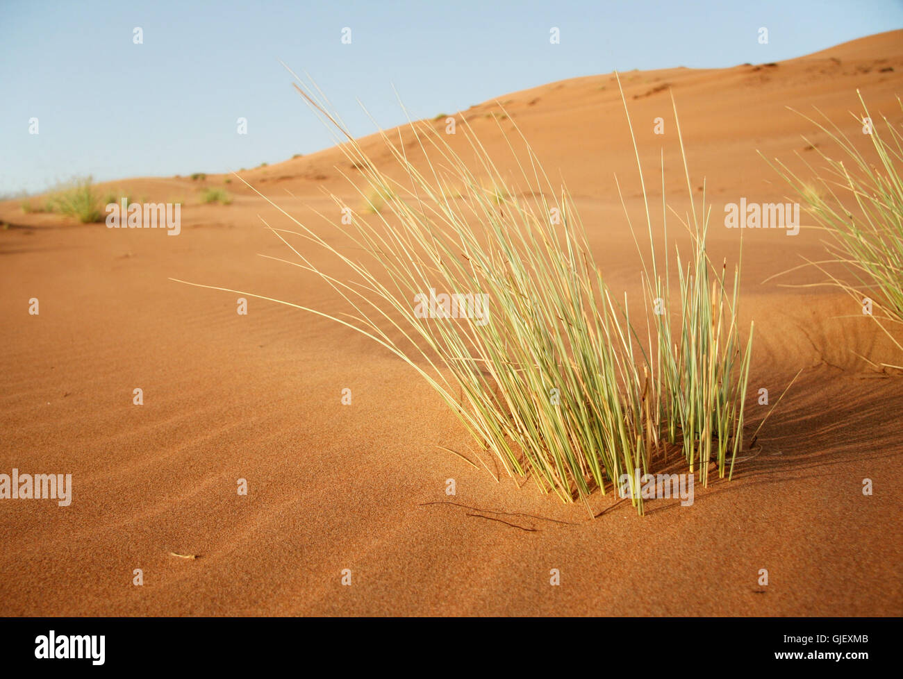 life in the desert Stock Photo - Alamy