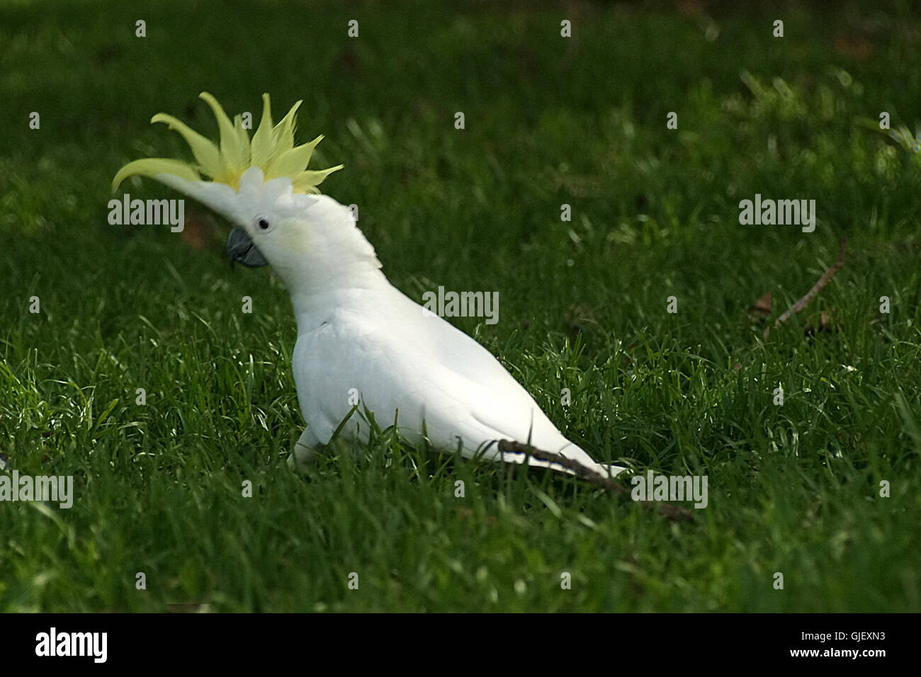 Birds in grass hi-res stock photography and images - Alamy