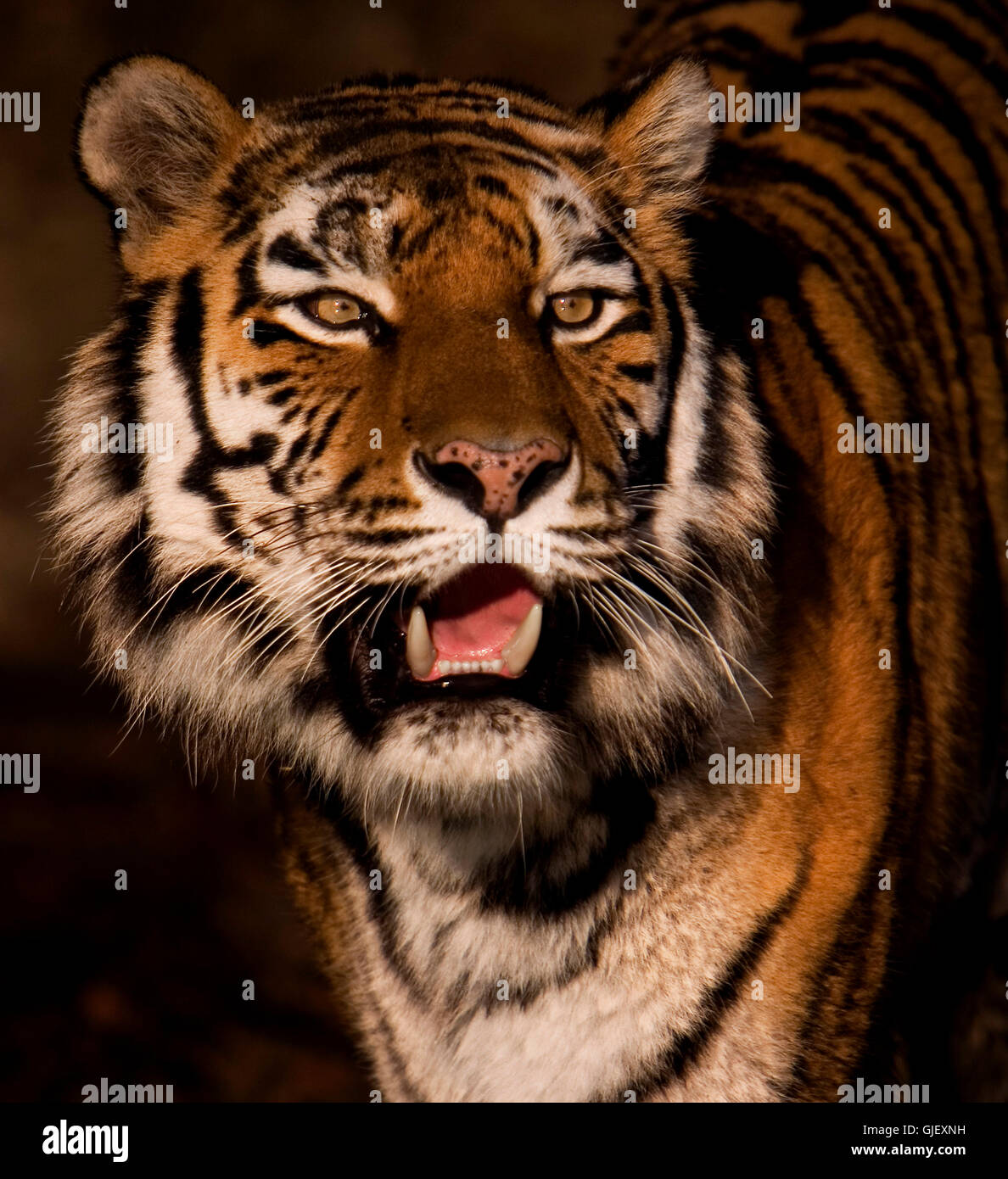Tiger looking menacing hi-res stock photography and images - Alamy