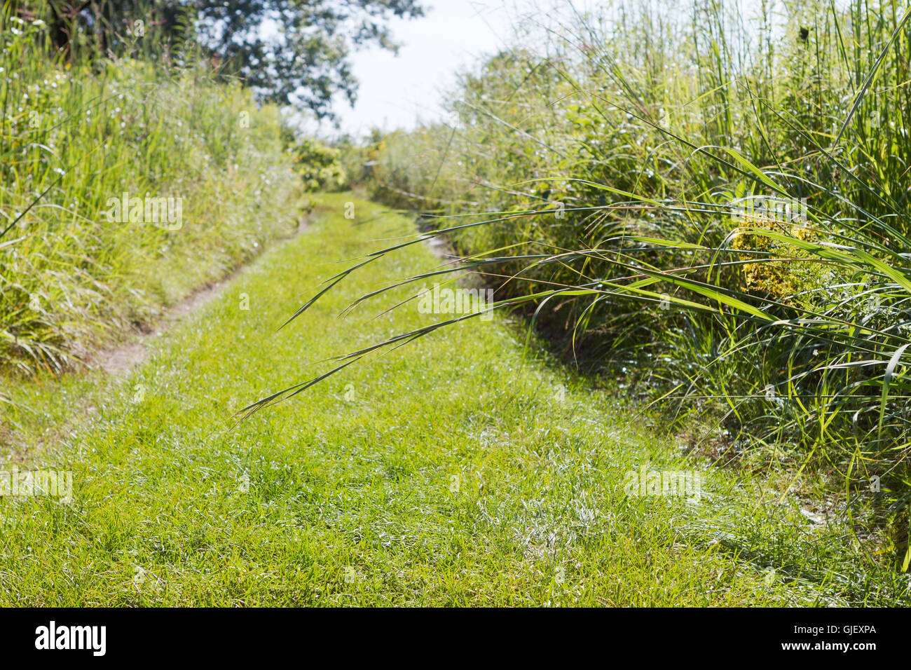 Summer hiking path in the prairie with vibrant green native grasses and ...