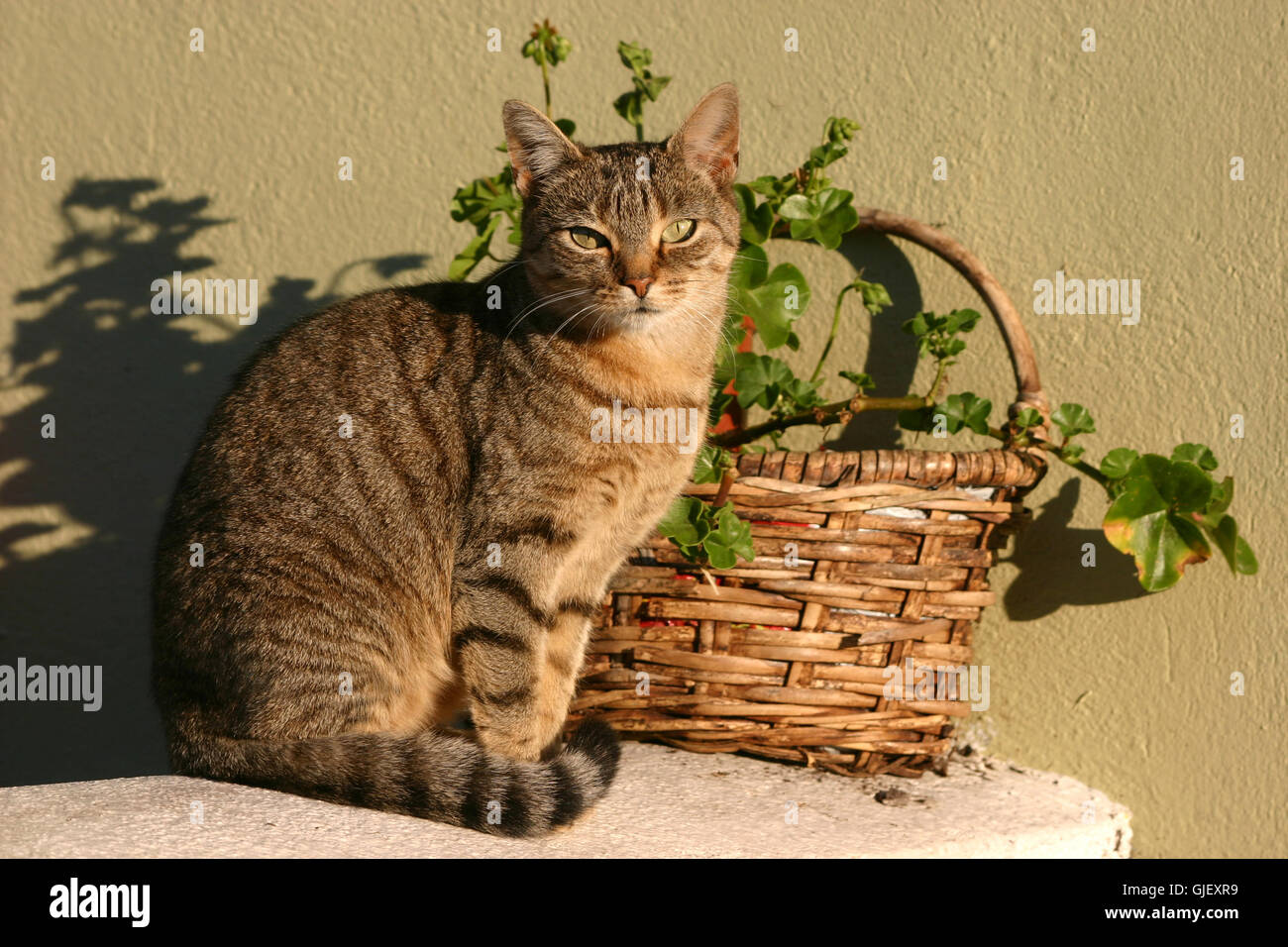 animal animals look Stock Photo - Alamy