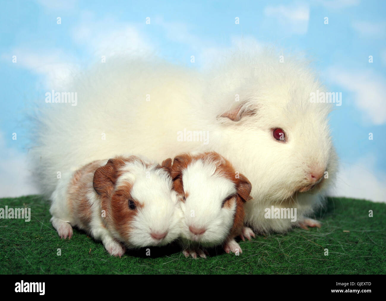 Mommy animal with babies hi-res stock photography and images - Alamy