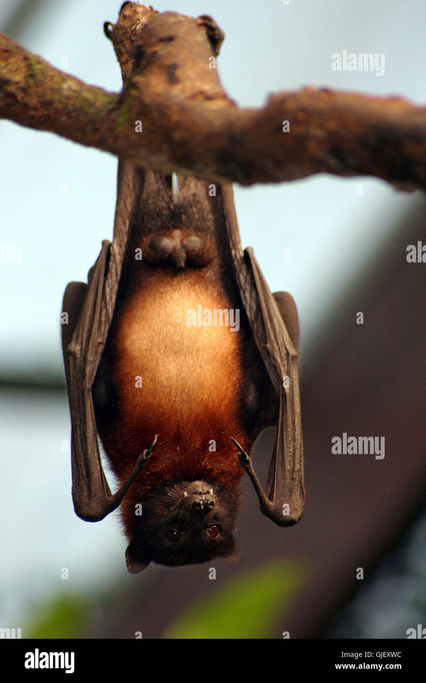mammal cave night Stock Photo - Alamy