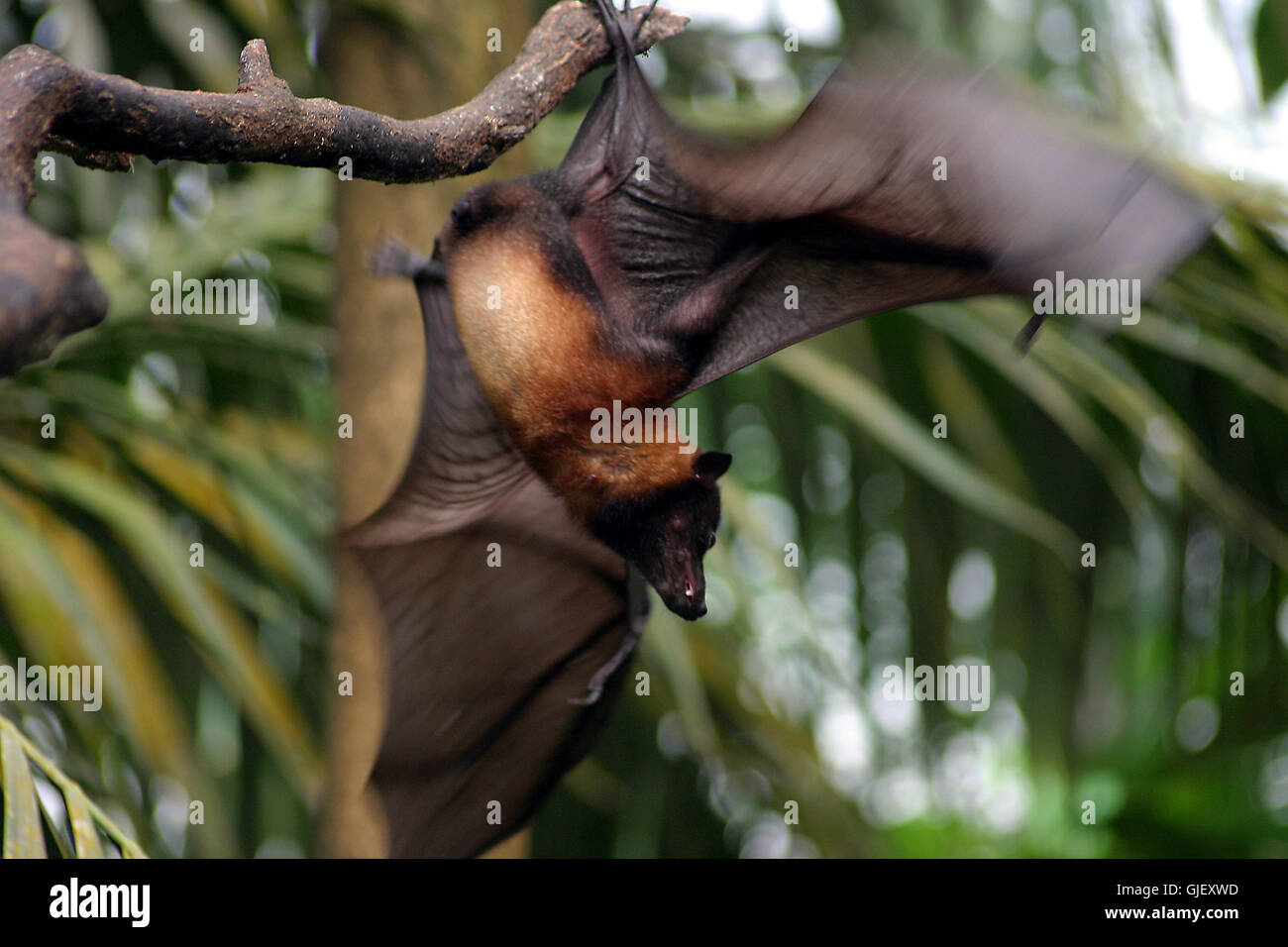 mammal cave night Stock Photo - Alamy