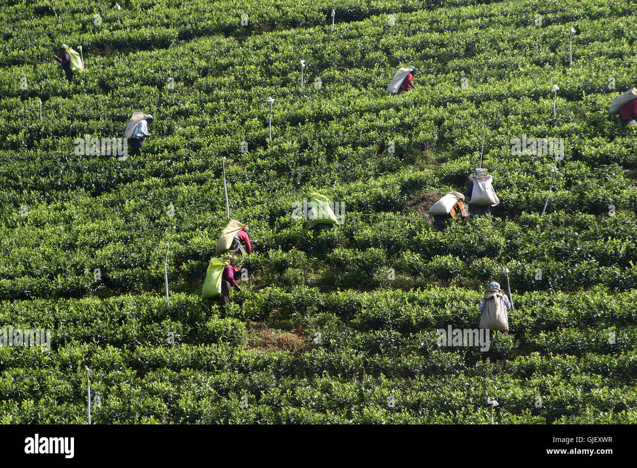 tea plant asia Stock Photo - Alamy