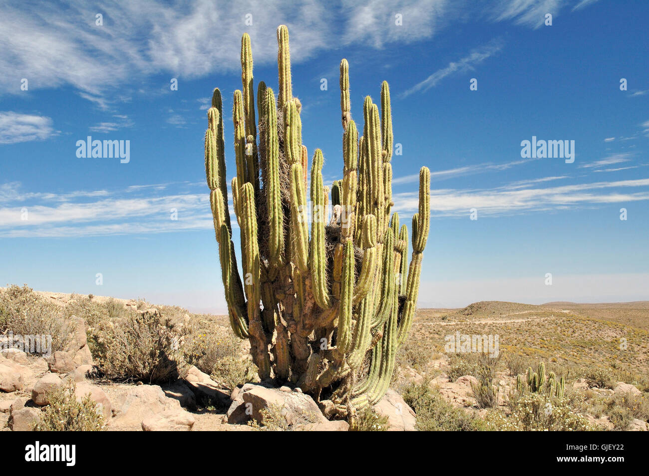 Nordchile hi-res stock photography and images - Alamy